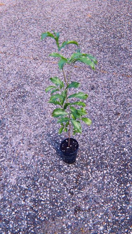 Small leaved tamarind Diploglottis campbellii Australian natives bush ...