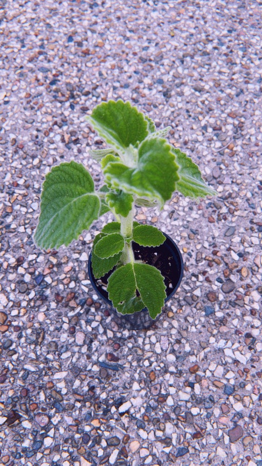 Coleus Mt Carbine a plant smells like lemon sherbet, hardy elegant ...