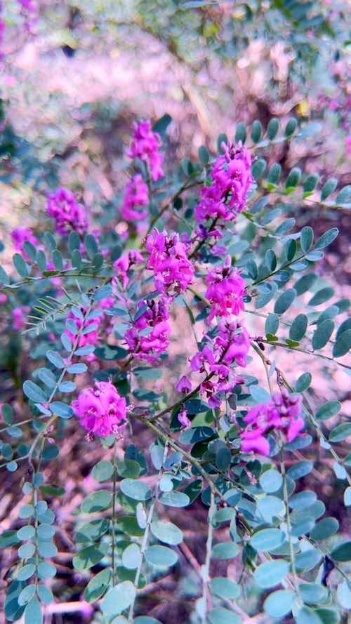 Indigofera Australis Colorful Flowers Of Australian Indigo, Indigofera