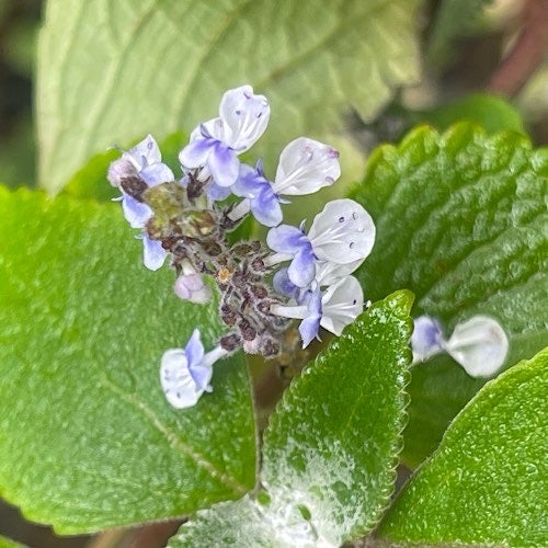 Australian native Plectranthus Argentatus Native Perfect To Suppress ...