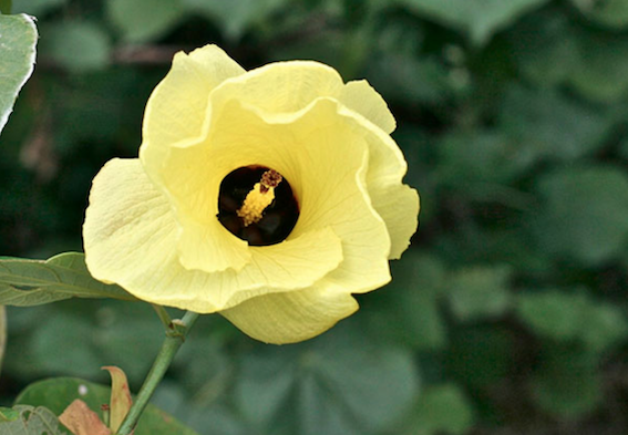 Cotton tree Hibiscus tiliaceus hardy and attractive native tree with ...