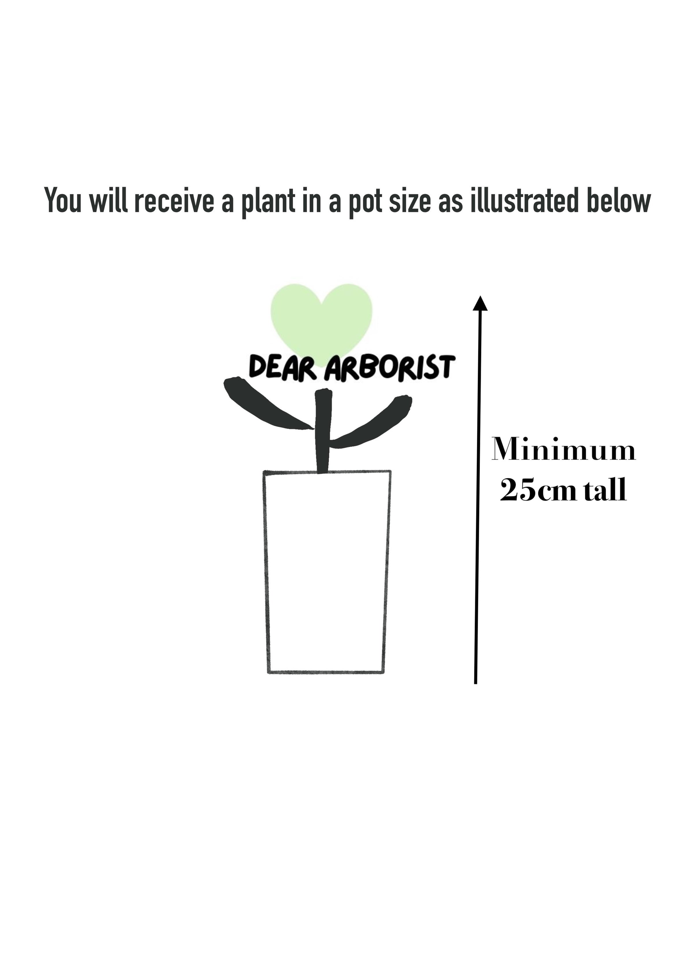 Scented Daphne native plant Phaleria clerodendron beautiful fragrance ...