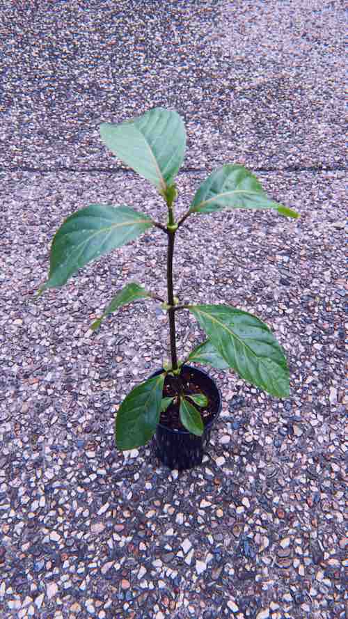 Australian native Cheesewood Leichhart tree Nauclea orientalis, useful ...