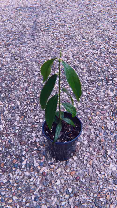 Scented Daphne native plant Phaleria clerodendron beautiful fragrance ...