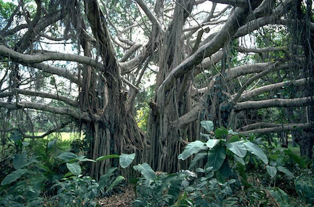 White fig ficus virens Australian native large deciduous tree full of ...