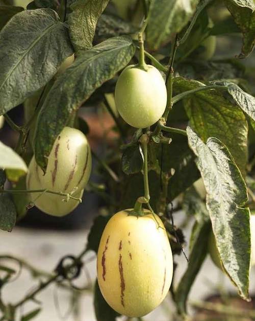 Pepino Gold Solanum muricatum fast growing fruit tree nutritious fruit