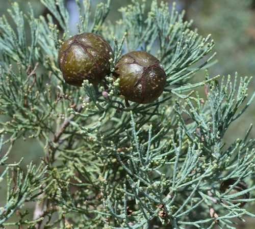 White Cypress Pine Callitris glaucophylla useful Australian Native ...