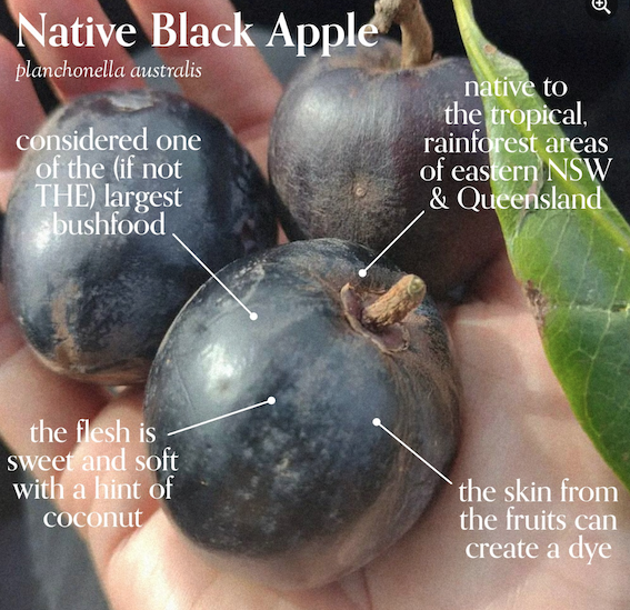 Black apple plants Bush Tucker Native fruit- self sufficient ...