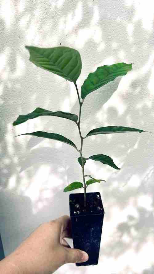 Australian Native bush tucker Millaa Millaa Elaeagnus triflora edible ...