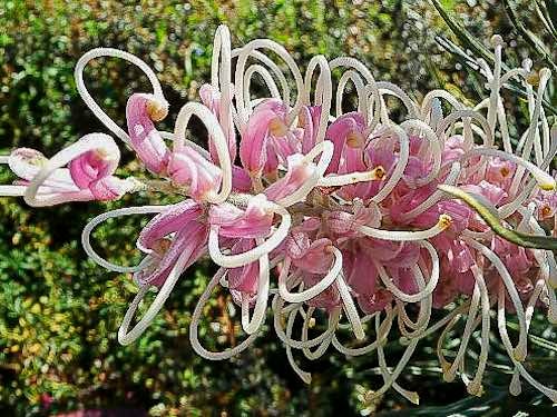 Australia native Grevillea Pink Surprise Spectacular flower feed ...