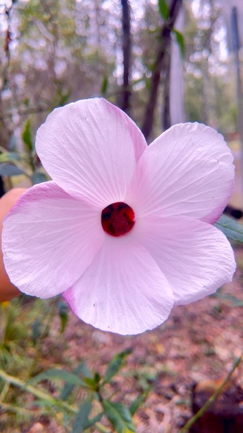 Native Rosella Hibiscus heterophyllus - Australian Natives, homemade ...