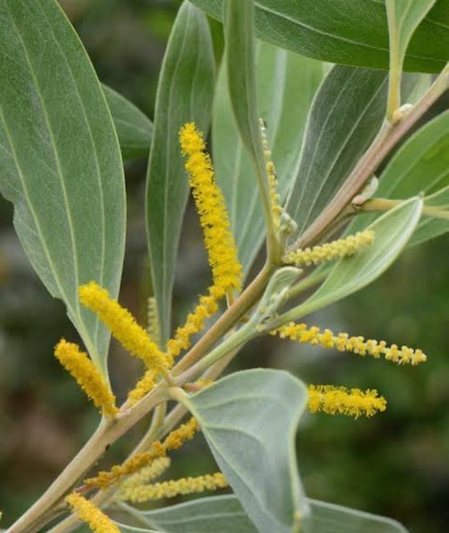 Silky wattle Acacia holosericea Australian plant distinctive characters ...