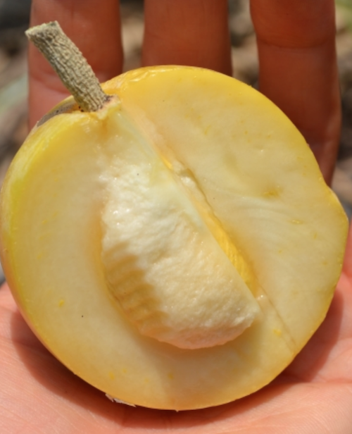 White sapote plant - delicious and nutritious fruit for self sufficient ...