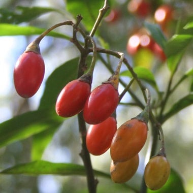 Kangaroo apple - Australian natives bush tucker suitable for small size ...