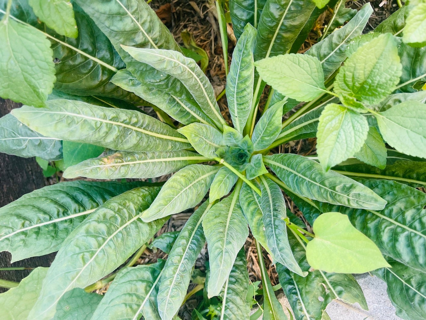 Evening Primrose edible medicinal plant for self-sufficient garden ...