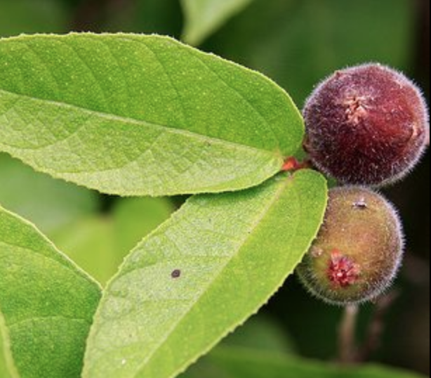 Creek sandpaper fig ficus coronata Australian native bushfood self ...