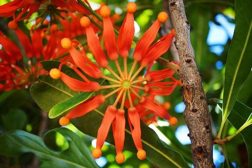 Australian Native screening plant firewheel Stenocarpus sinuatus ...