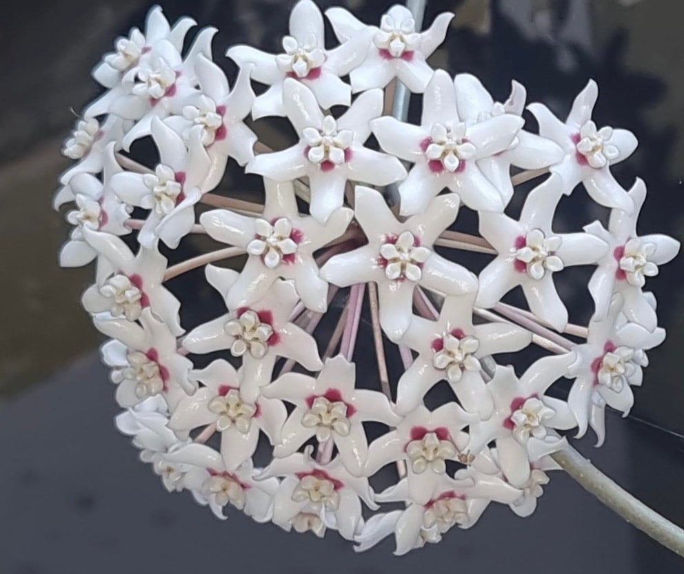 Native Hoya wax flower Hoya australis Host to Common Crow butterfly ...