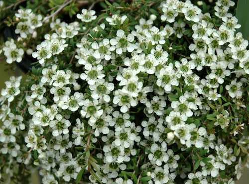 Tantoon wild may tea tree Leptospermum polygalifolium small useful ...