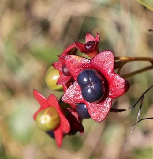 Chance Bush Clerodendrum floribundum australian natives attract ...