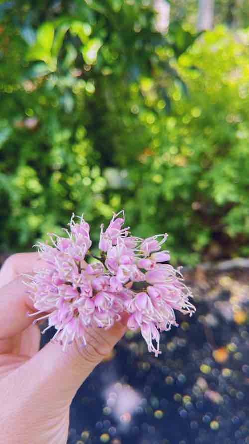 Australian Native Pink evodia stunning flower host plant for the ...