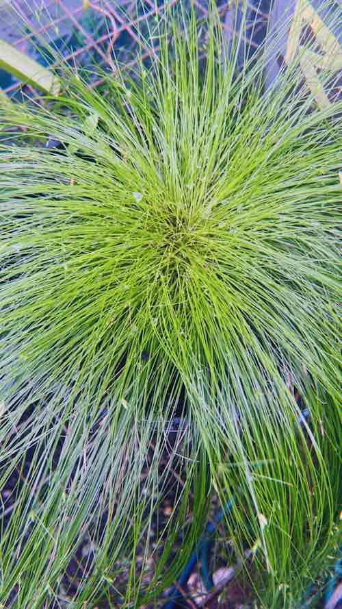 2x Slender Flat-sedge Cyperus gracilis – Australian Grass-Like Water ...