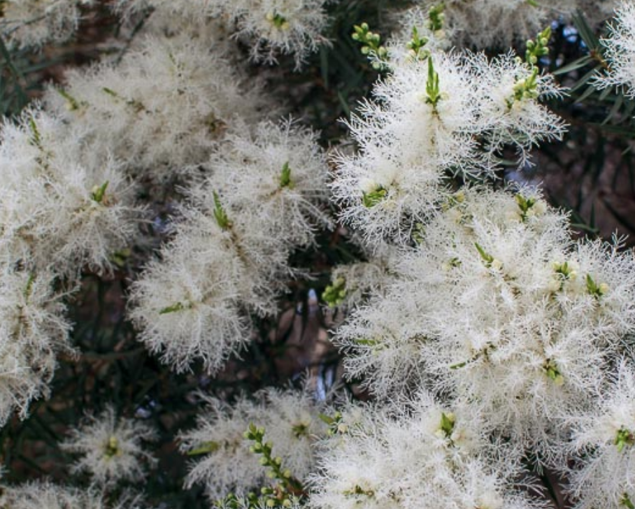 Australia native Snow in summer Melaleuca linarifolia | Dear Arborist ...