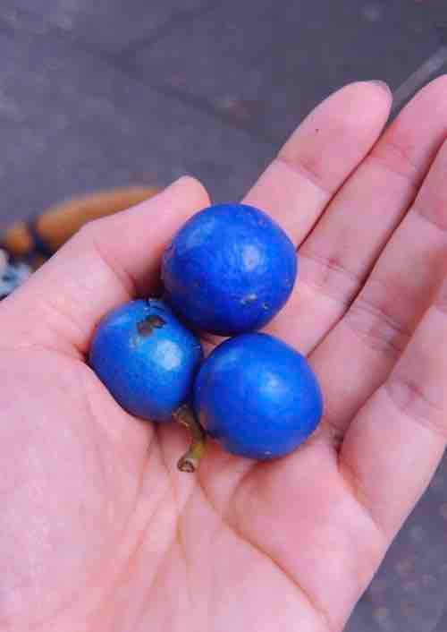 Australian native Blue quandong Elaeocarpus angustifolius, useful shade ...