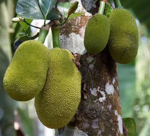 Jackfruit delicious and nutritious fruit for self sufficient garden ...