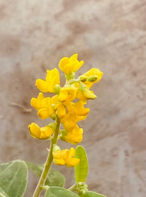 Yellow rattlepod Crotalaria mitchellii Australian native nitrogen fix ...
