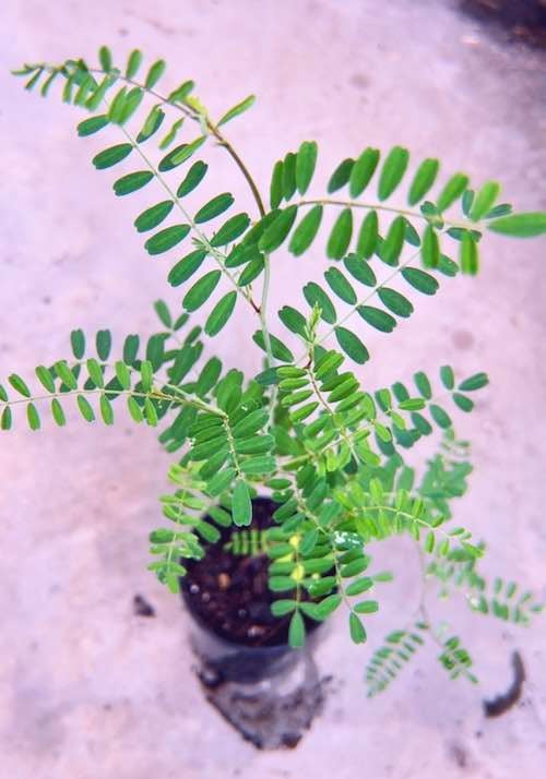 Australian indigo Indigofera australis attractive Australian Natives ...