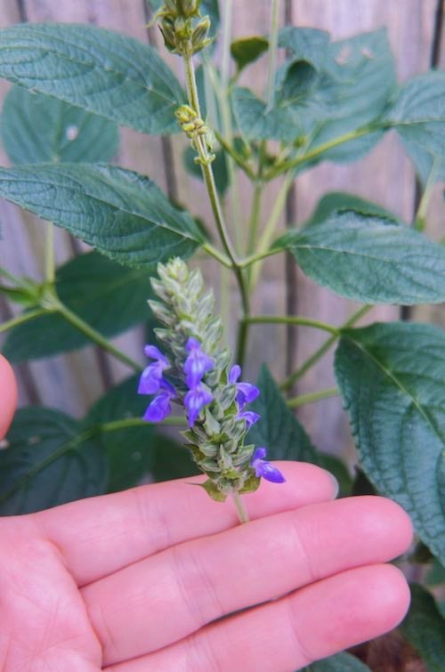 Organic Chia seeds plant hardy attractive plant to feed pollinators and ...