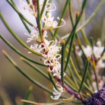 Silky Hakea Hakea actites Australian native beautiful flower and ...