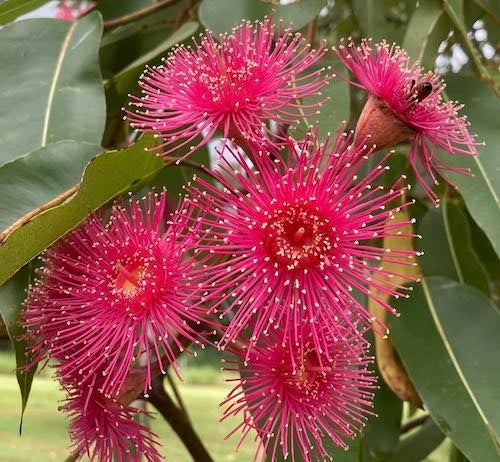Flowering Bloodwood - Red flower gum Eucalyptus ptychocarpa attractive ...