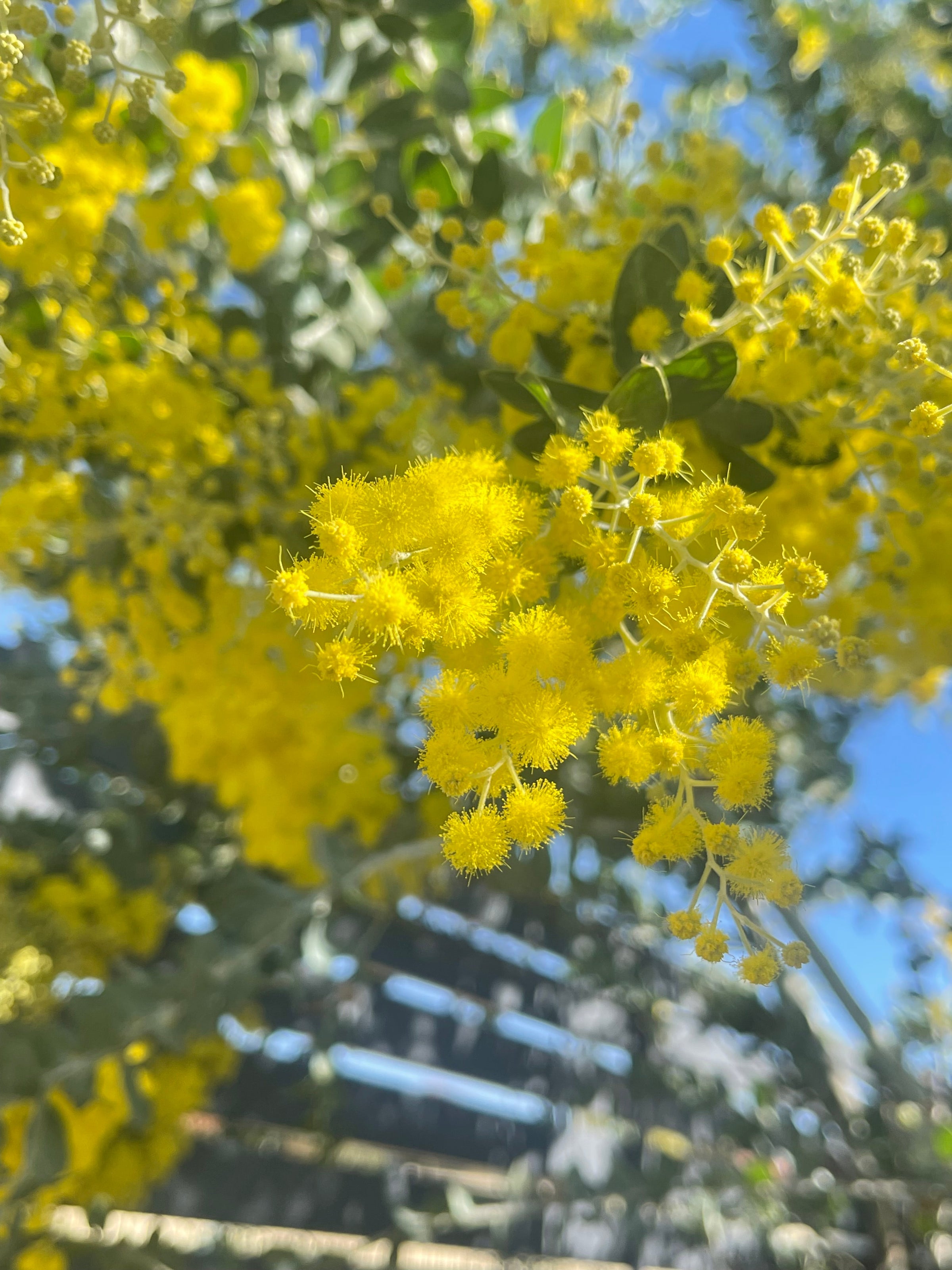 Queensland silver wattle Acacia posalyriifolia SEEDS X40 Australian ...