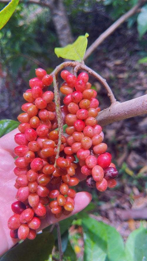 Australian Native wild currant - interesting edible berries native ...