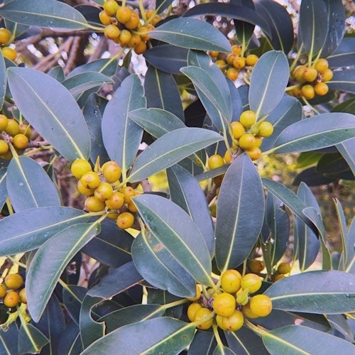 Moreton Bay Fig Tree – Ficus macrophylla, Majestic Australia native ...