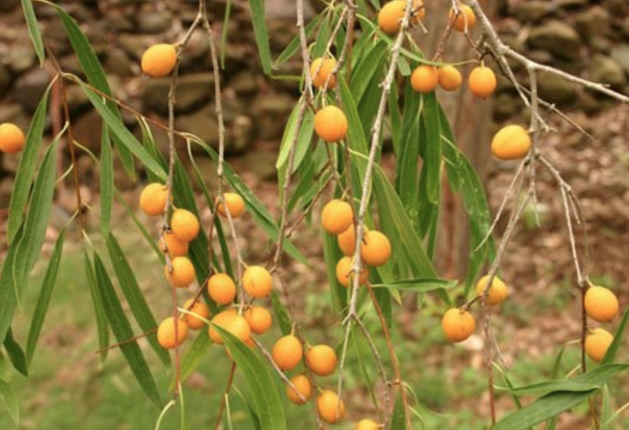 Gumbi Gumbi - Australian Natives, tucker bush, medicinal plant self ...
