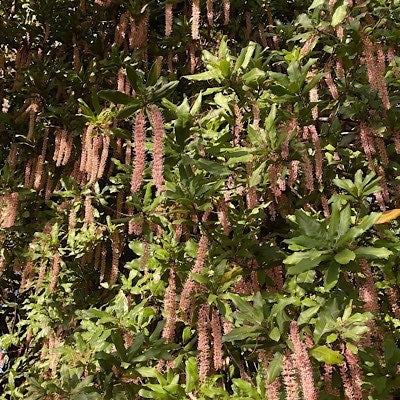 Macadamia Nut Macadamia integrifolia– Australian Native, Edible Nut ...