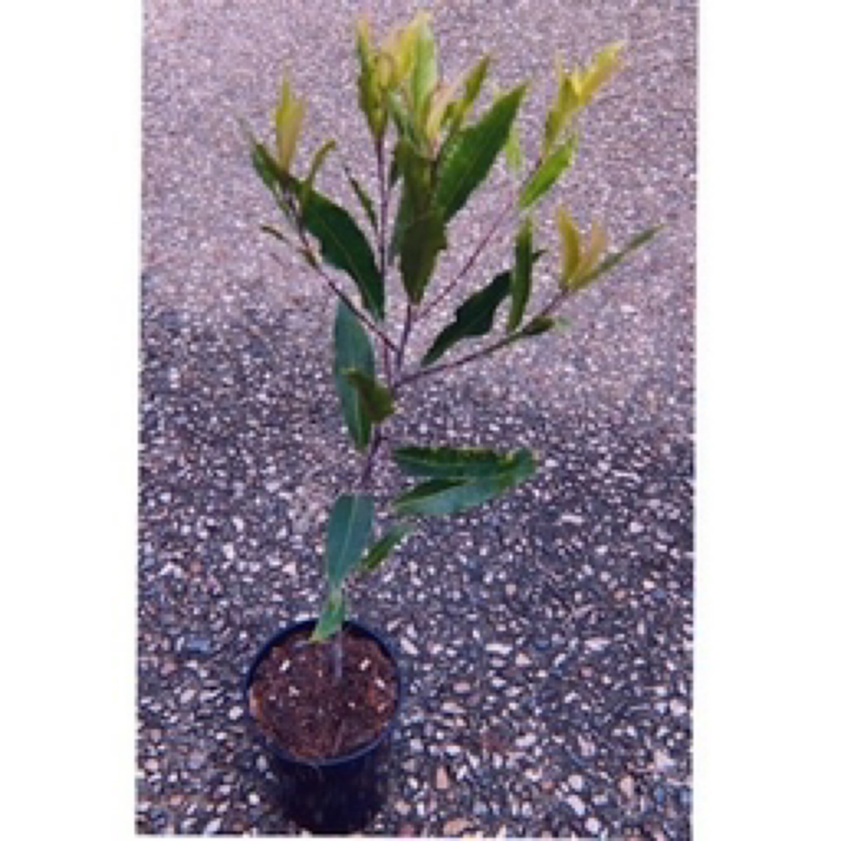 Pick up only! Blueberry ash Elaeocarpus reticulatus stunning native ...