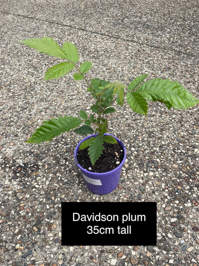 Davidson Plum Davidsonia jerseyana nutritious Bush Tucker Australian ...