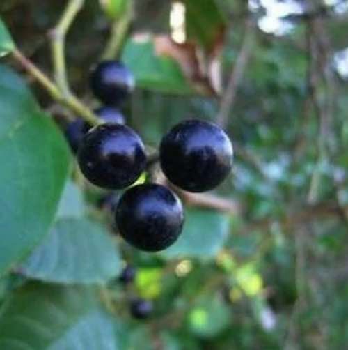 Native grape Cissus antarctica Climbing vine and also a great option ...