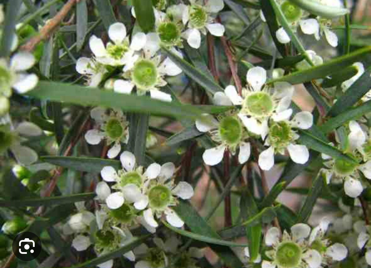 Australian Native Silver weeping tea tree - Leptosermum brachyandrum ...