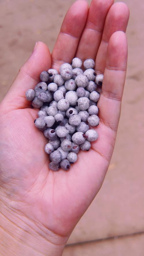 Midyim (Midgen) berry delicious easy grow bushfood hedging suhrbs ...
