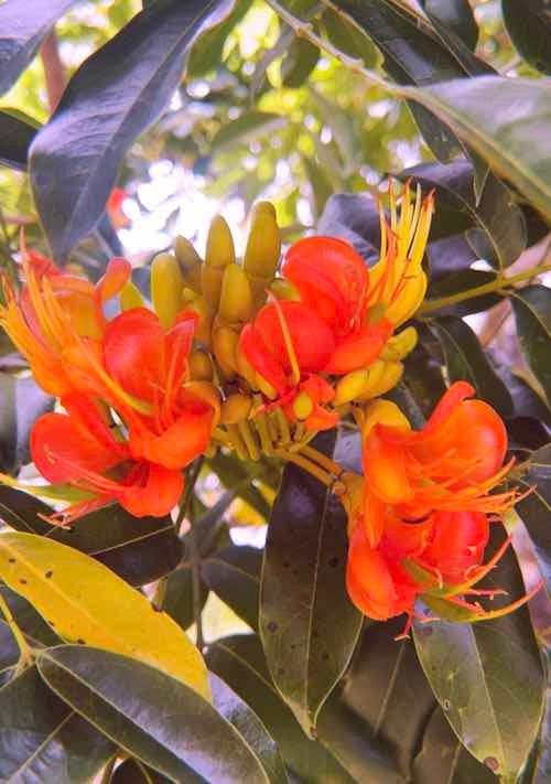 Black bean aka Moreton bay chestnut Castanospermum australe hardy ...