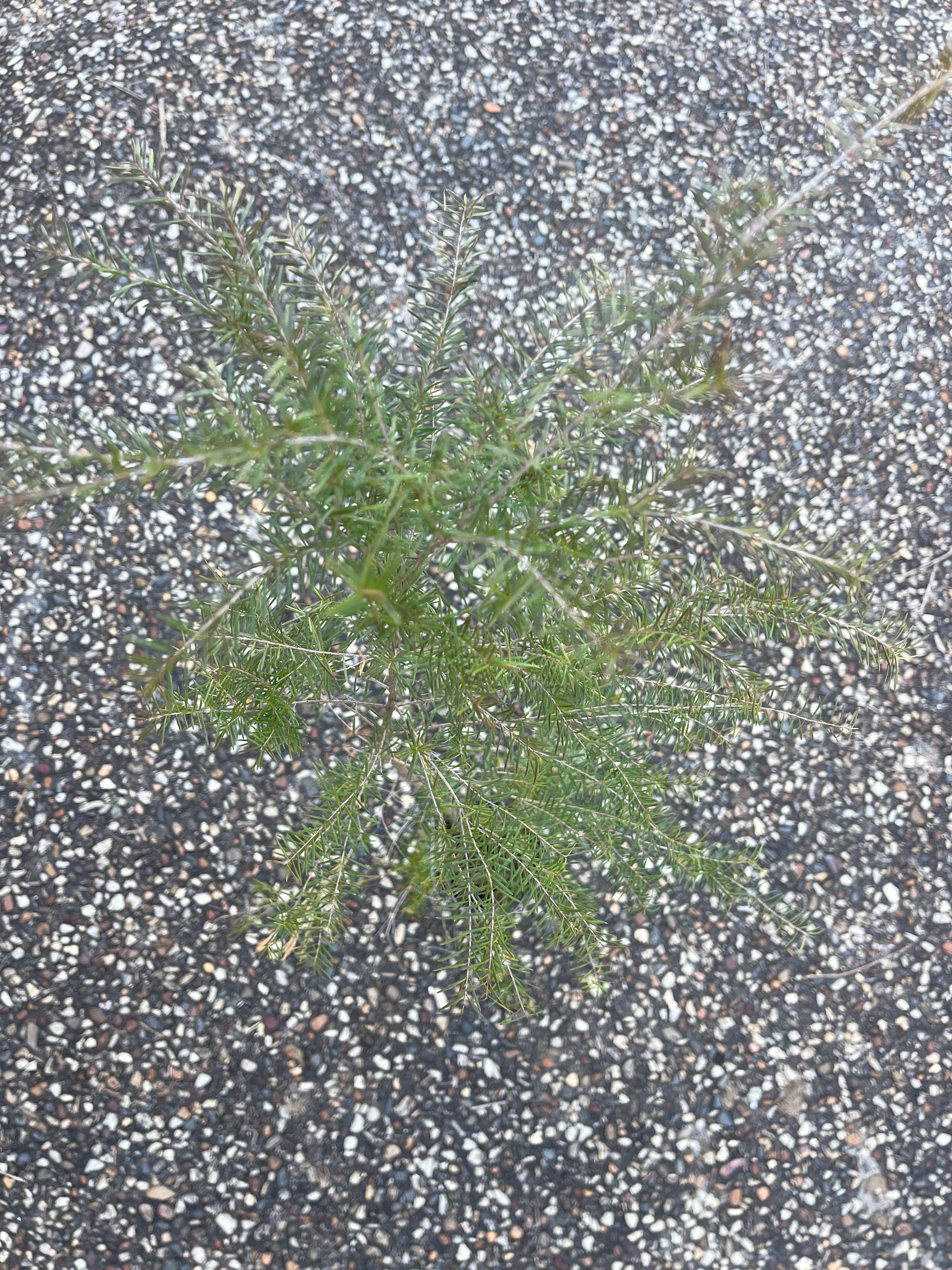 Bracelet honey myrtle - Australian natives plants, stunning flower ...
