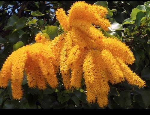 Crown of Gold tree Barklya syringifolia stunning Australian native ...