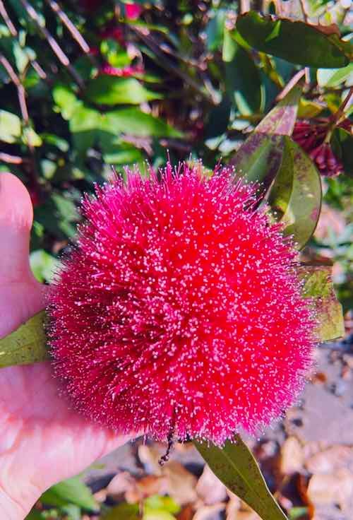 Powder Puff Lily Pilly Syzygium wilsonii - Australian Native, edible ...