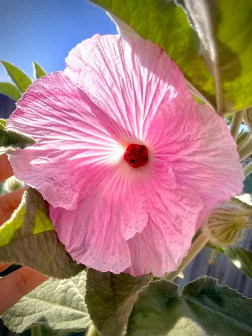 Plant Native Hibiscus