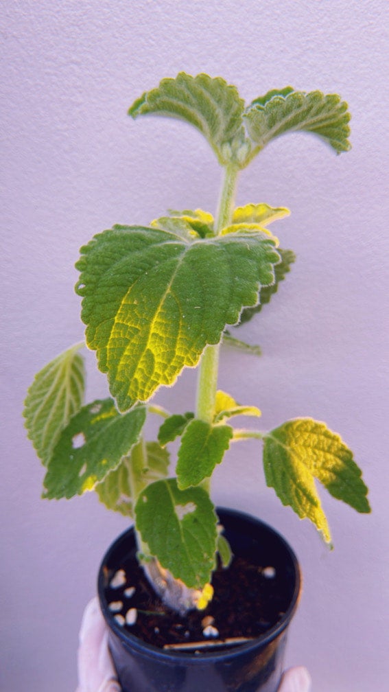 Coleus Mt Carbine a plant smells like lemon sherbet, hardy elegant ...